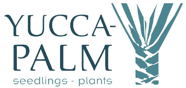🥇 Yucca-Palm | Nursery specialised in palms and exotic plants