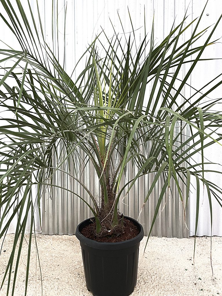 Butia Odorata - 30L - 100 cm | Yucca-Palm